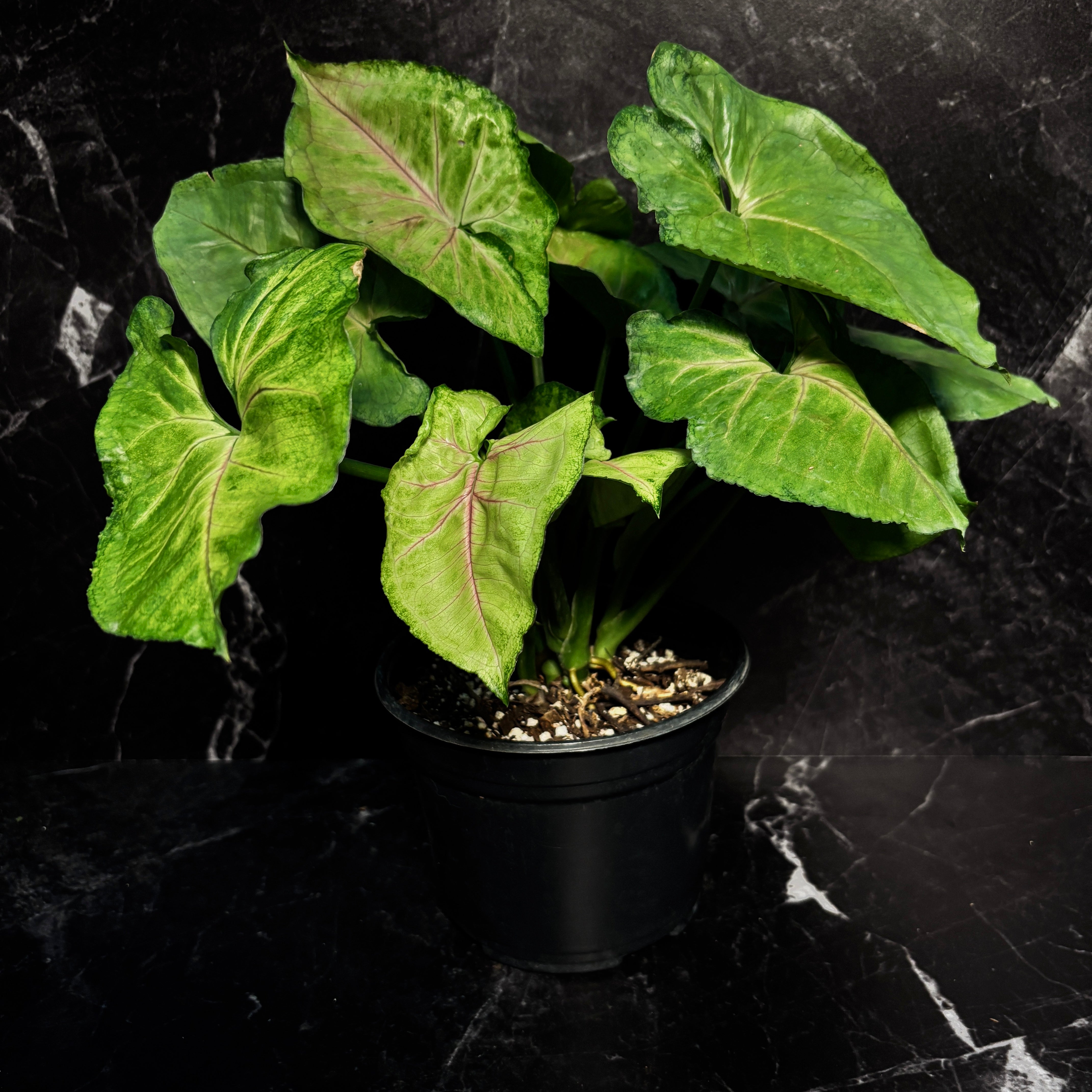 Syngonium Bold Allusion “5 – tellevotuplanta