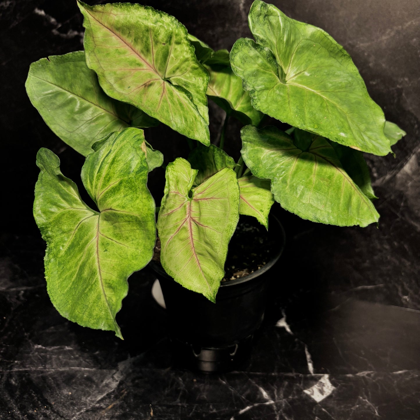 Syngonium Bold Allusion “5 – tellevotuplanta