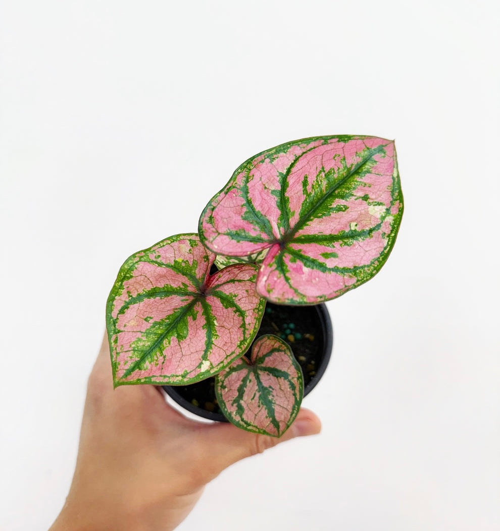 Caladium Purple Light “4 – tellevotuplanta