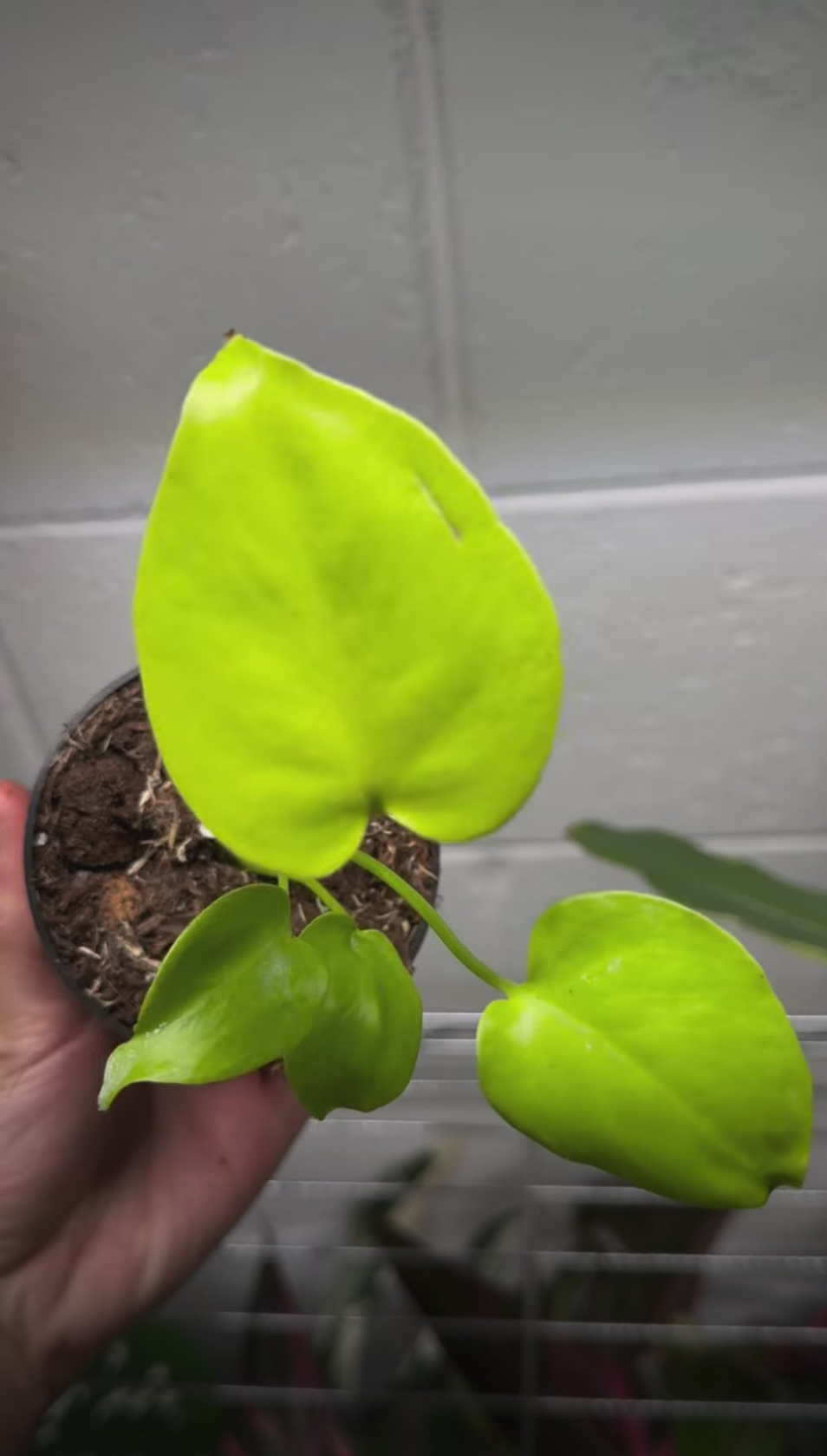 Monstera Lemon Lime "4 – tellevotuplanta