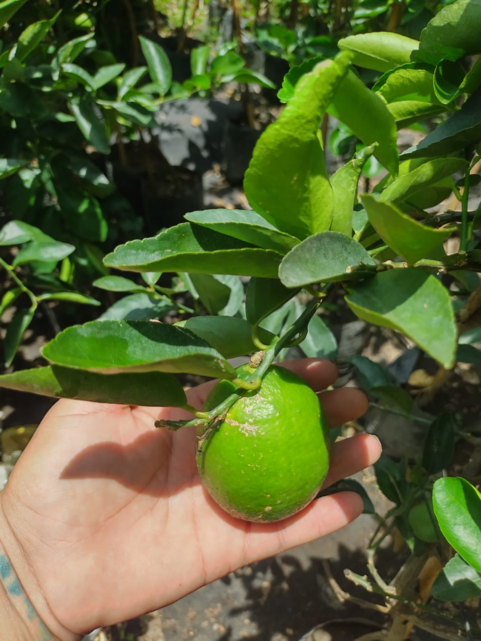 Limón (injerto) – tellevotuplanta