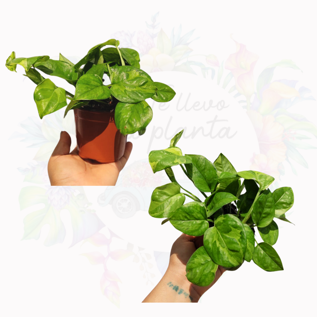 Epipremnum Aureum Emerald #4 (Pothos Emerald) – tellevotuplanta
