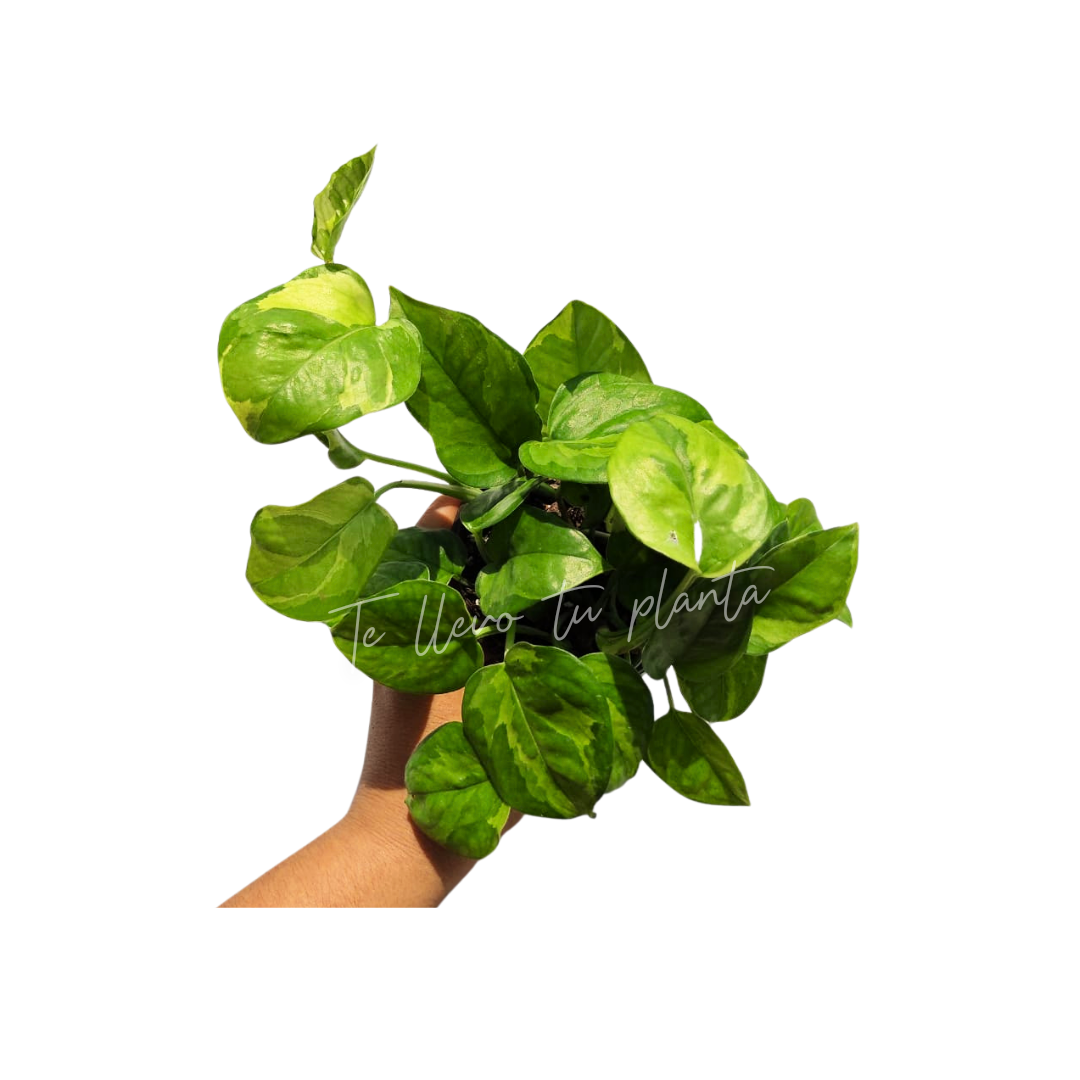 Epipremnum Aureum Emerald #4 (Pothos Emerald) – tellevotuplanta
