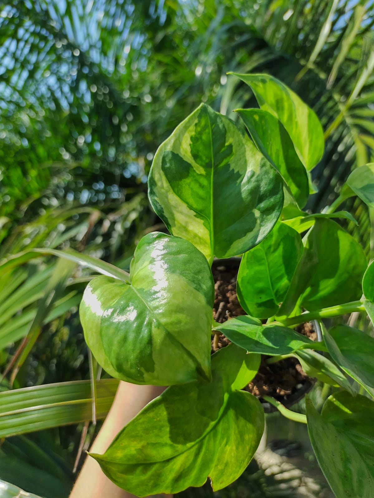 Epipremnum Aureum Emerald #4 (Pothos Emerald) – tellevotuplanta