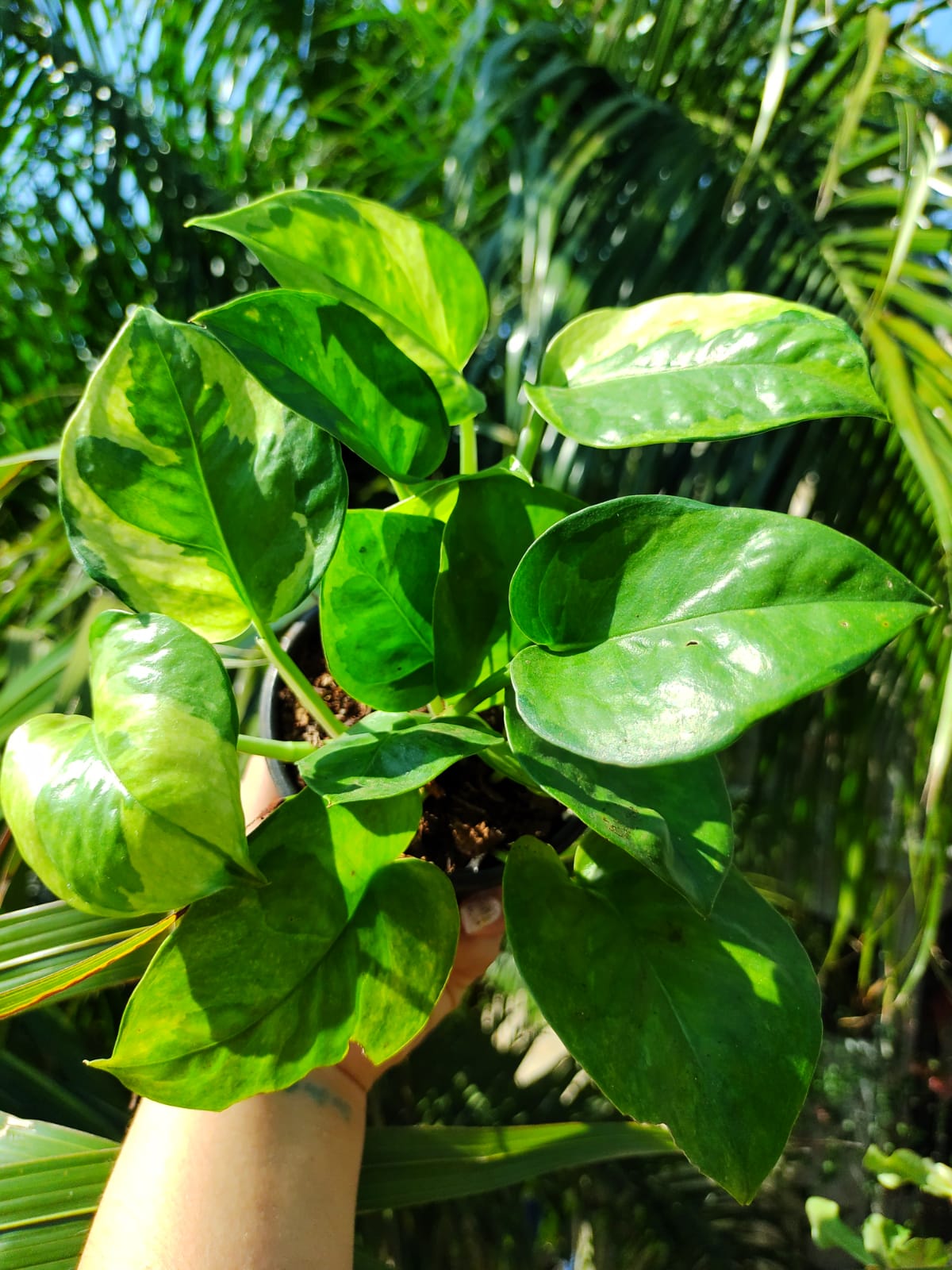 Epipremnum Aureum Emerald #4 (Pothos Emerald) – tellevotuplanta