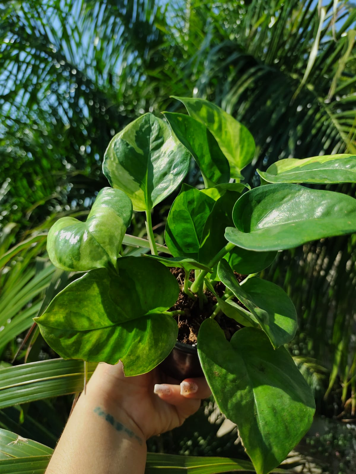 Epipremnum Aureum Emerald #4 (Pothos Emerald) – tellevotuplanta