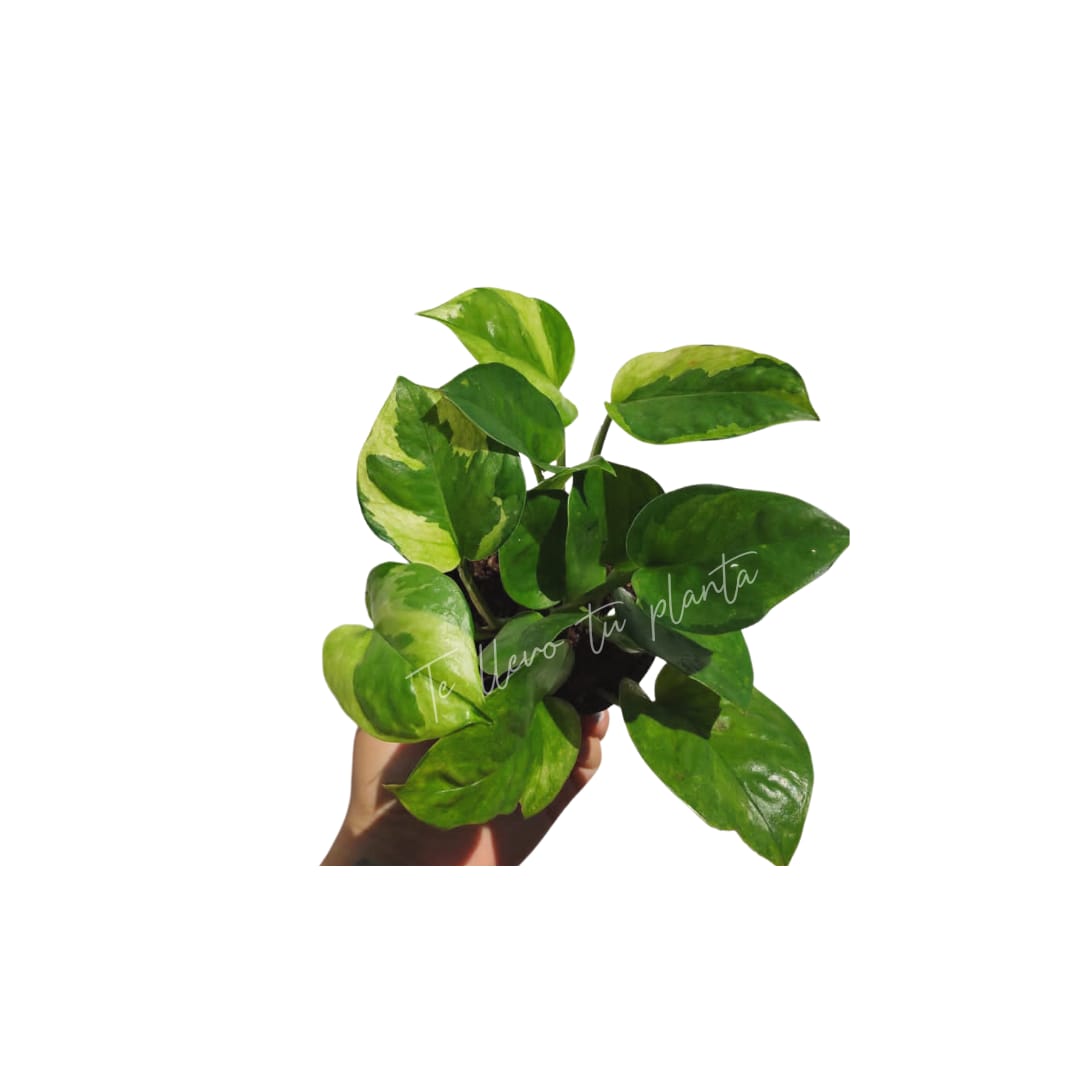 Epipremnum Aureum Emerald #4 (Pothos Emerald) – tellevotuplanta